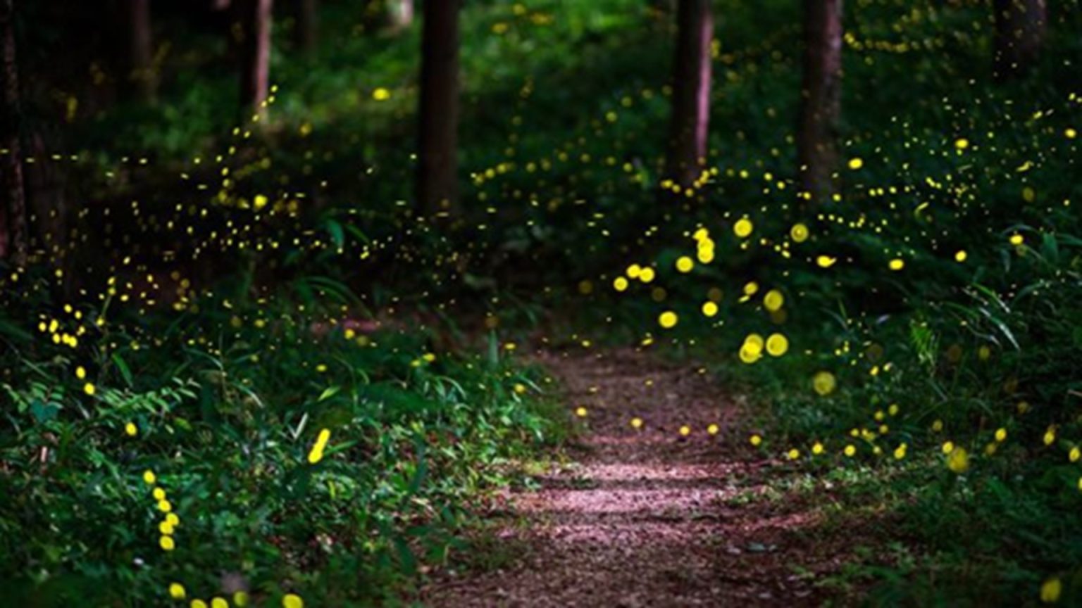 Luminous Landscapes: Fireflies in the Heart of Texas at Cibolo Nature ...
