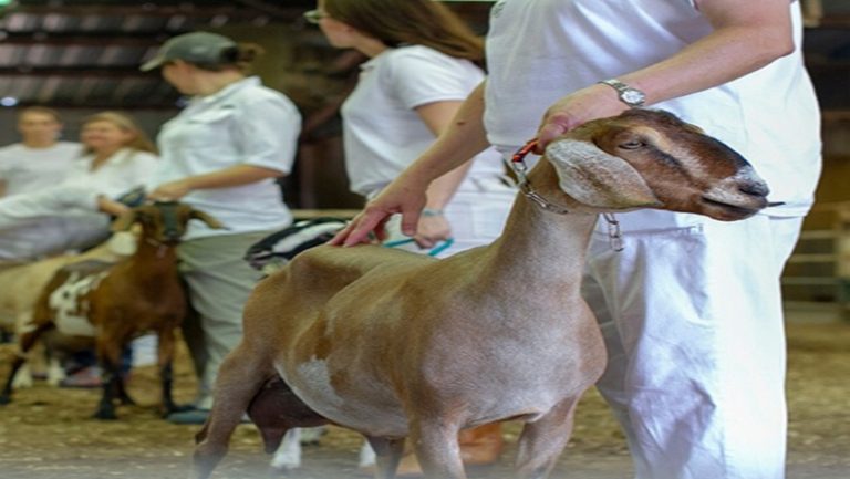 Texas Mini Milkers Dairy Goat Show at Kendall County Youth Agriculture ...