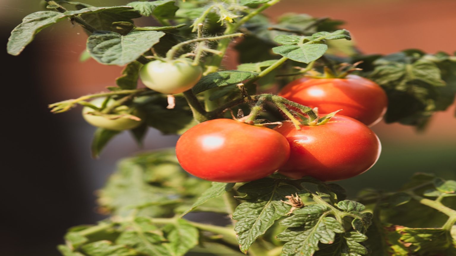 Tomato Workshop at Herff Farm - The Boerne Life